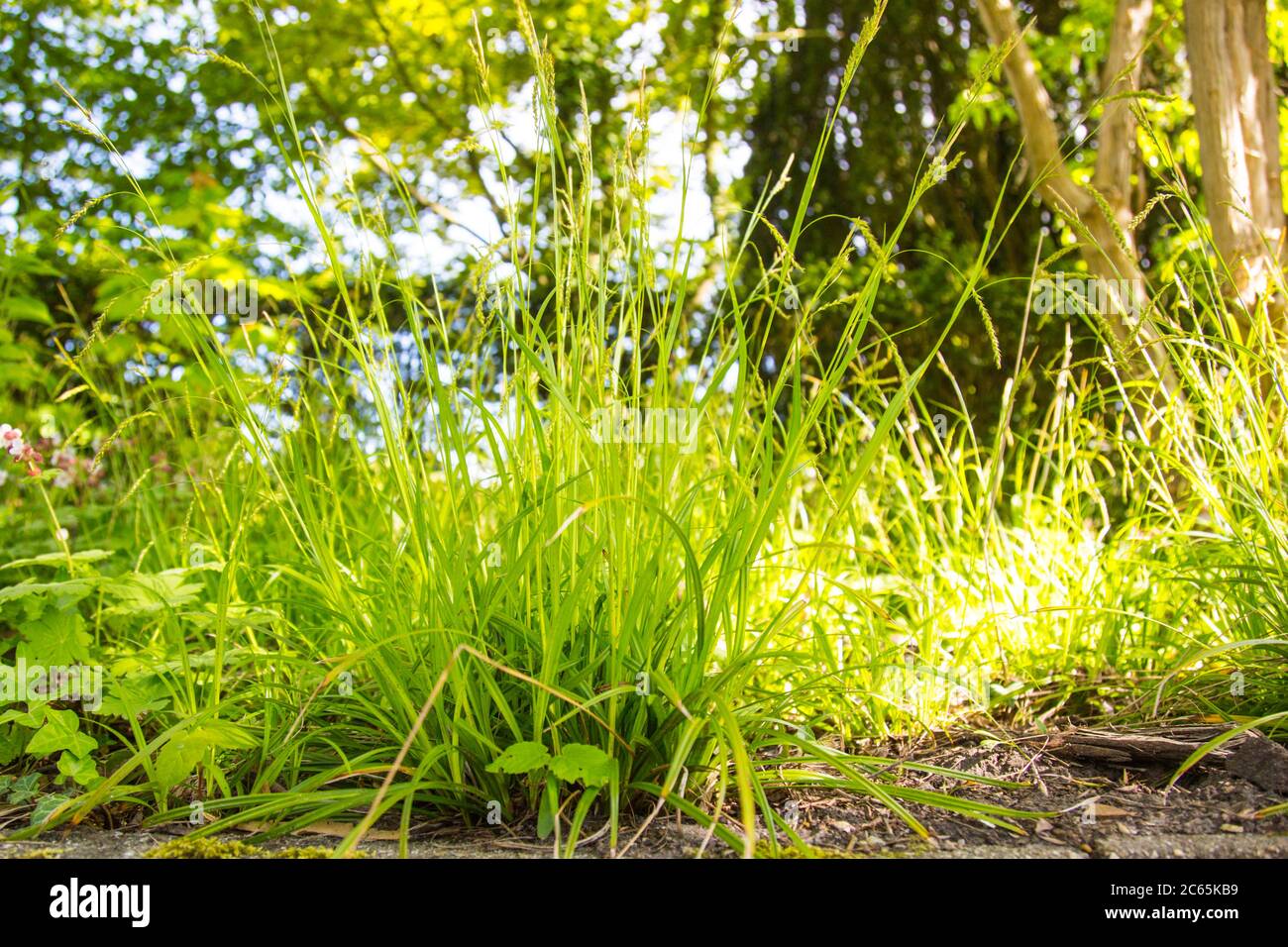 Wood sedge hi-res stock photography and images - Alamy