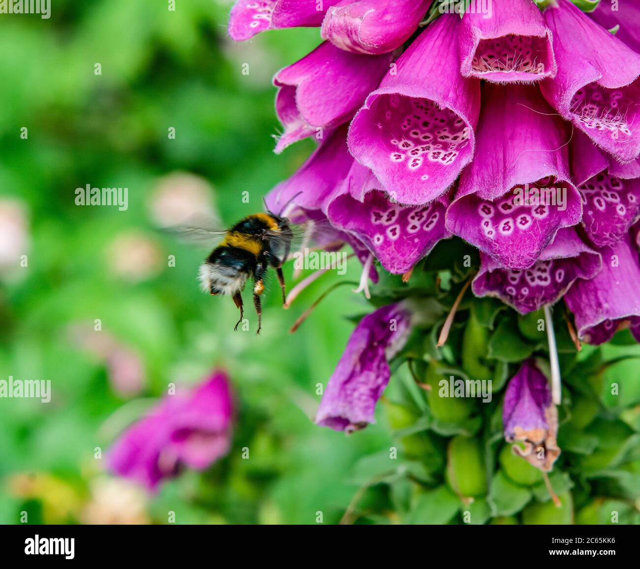 Foxglove illustration hi-res stock photography and images - Alamy