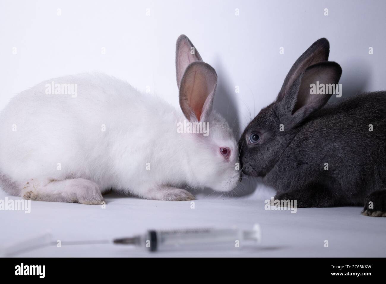scared white and gray rabbits-bunnies near an injection-syringe. copy ...