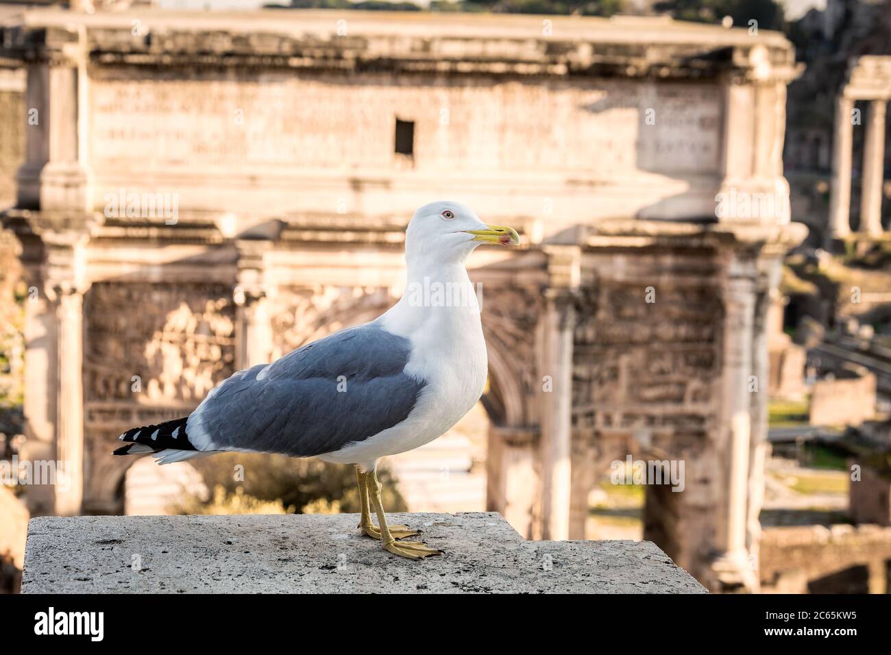Bird at Forum of Caesar in Rome, Italy. Architecture and landmark of ...