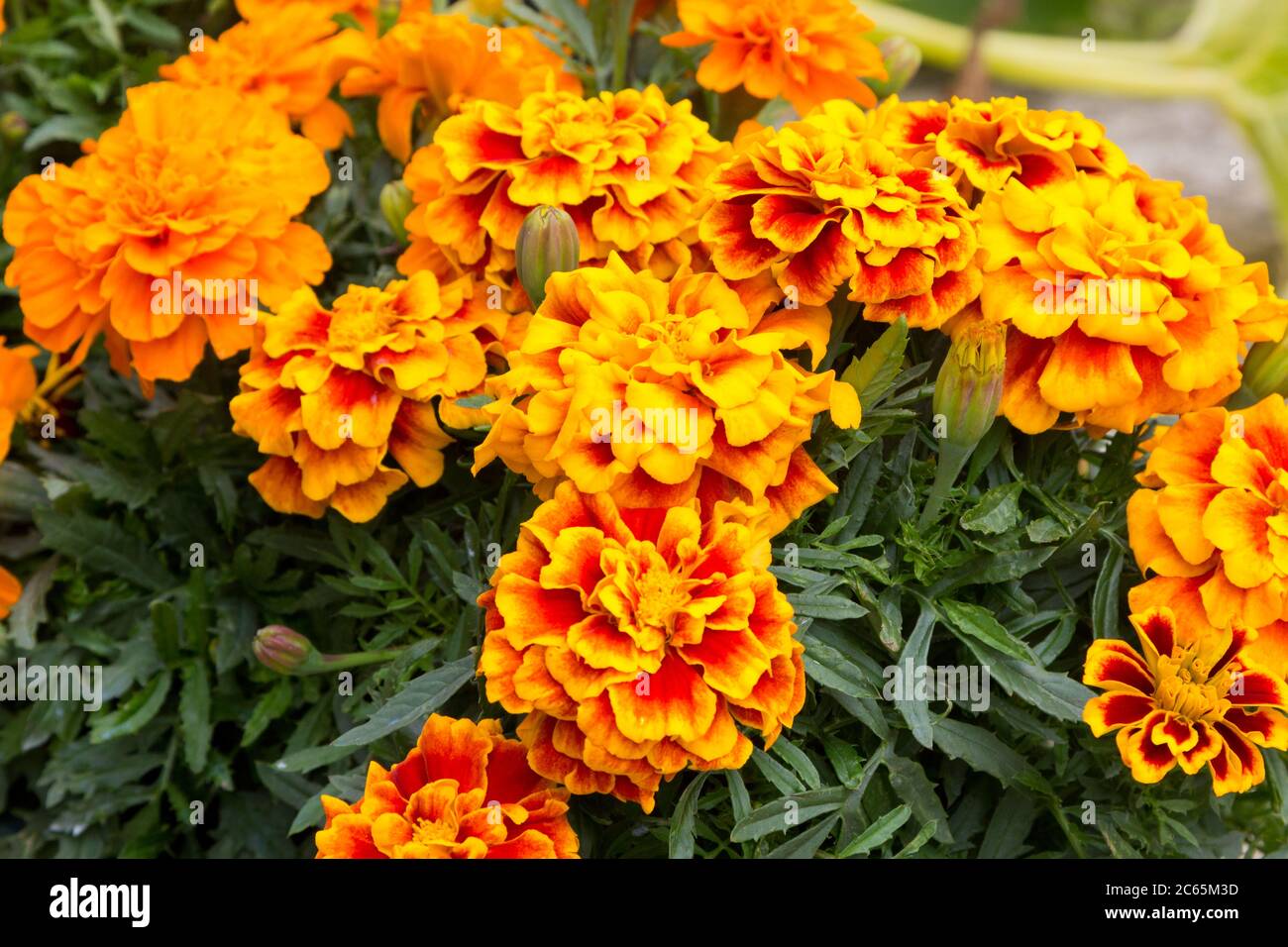 Plant troughs hi-res stock photography and images - Alamy