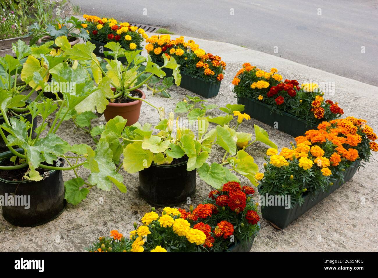 Companion planting hi-res stock photography and images - Alamy