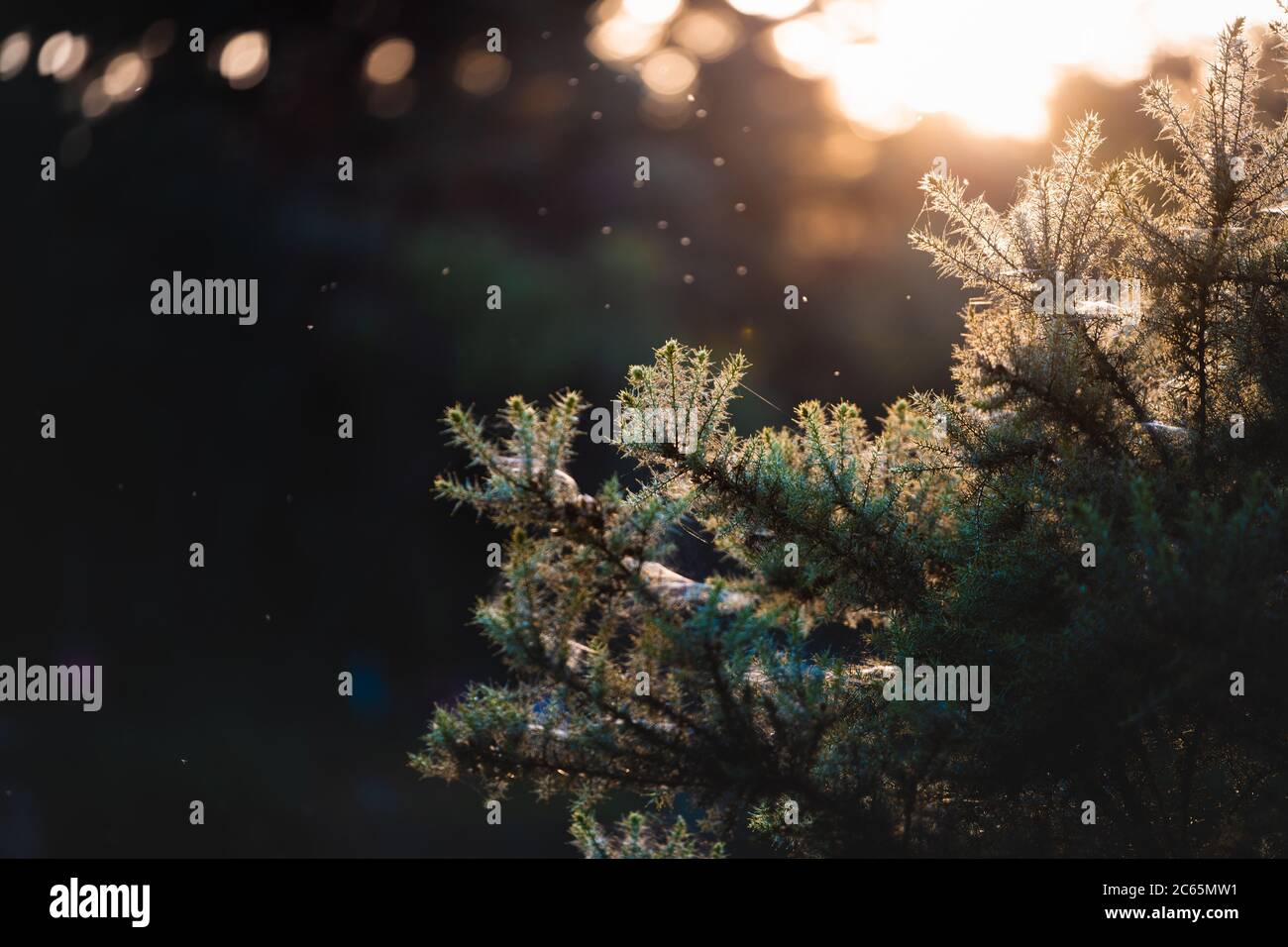 Close up of spiky fern plants along a lake with spiders, flies and sun ...