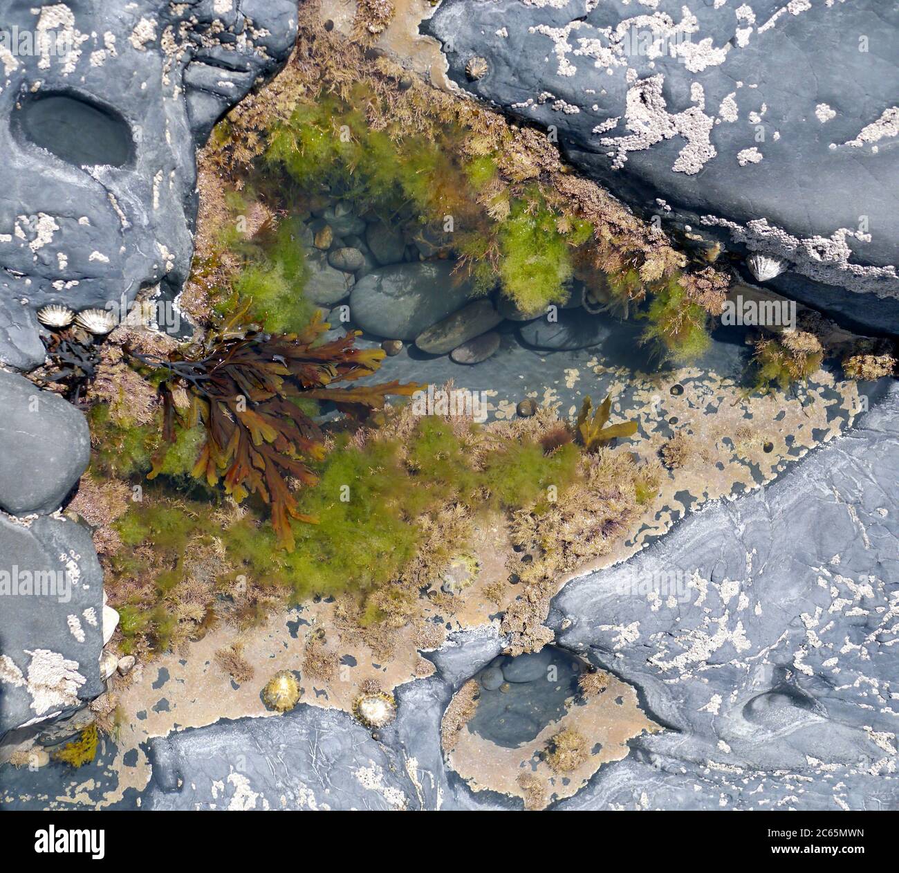 Barnacles in rockpool hi-res stock photography and images - Alamy