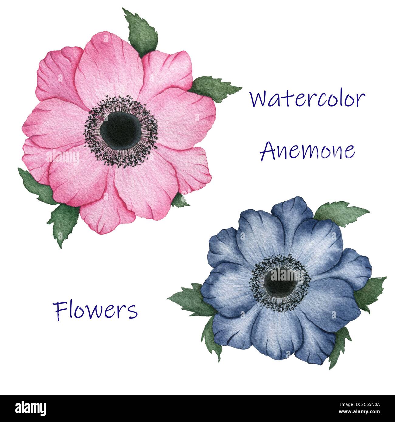 pink and navy blue anemone flowers isolated on white, elegant floral ...