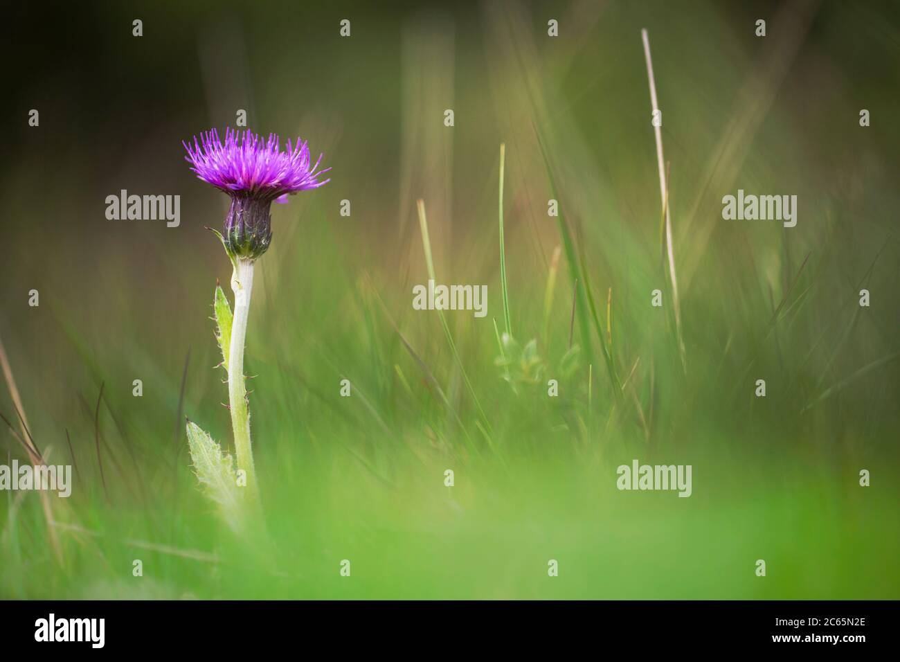 Meadow Thistle, Cirsium dissectum Stock Photo - Alamy