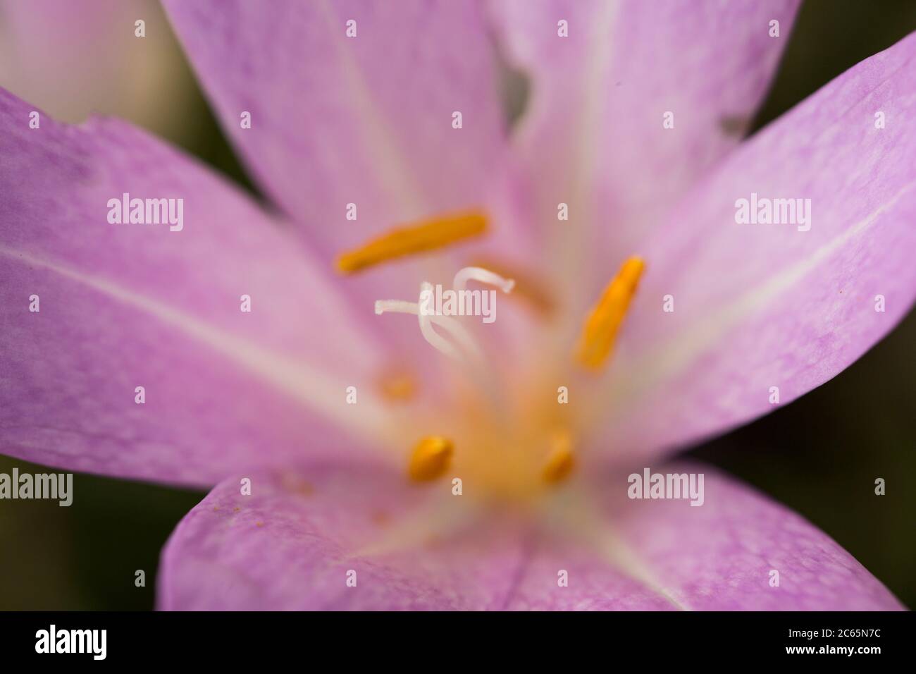 Colchicaceae family hi-res stock photography and images - Alamy
