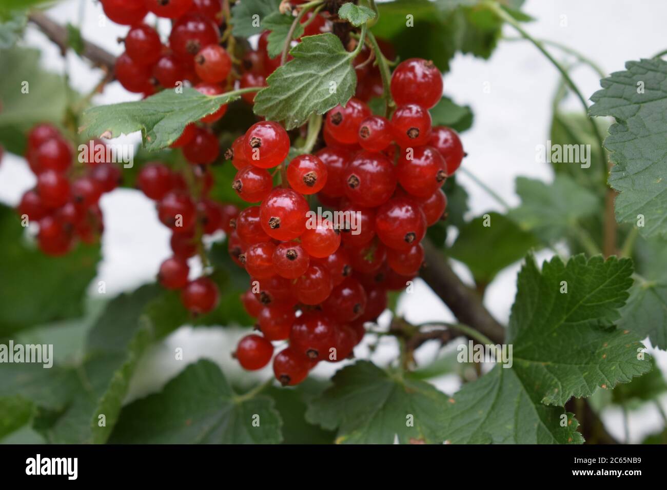 Currant fields hi-res stock photography and images - Alamy