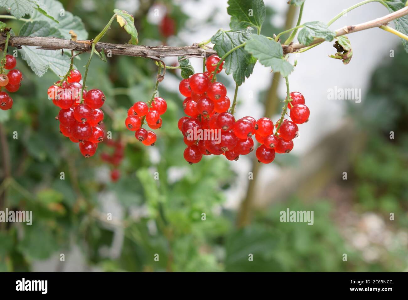 Currant fields hi-res stock photography and images - Alamy