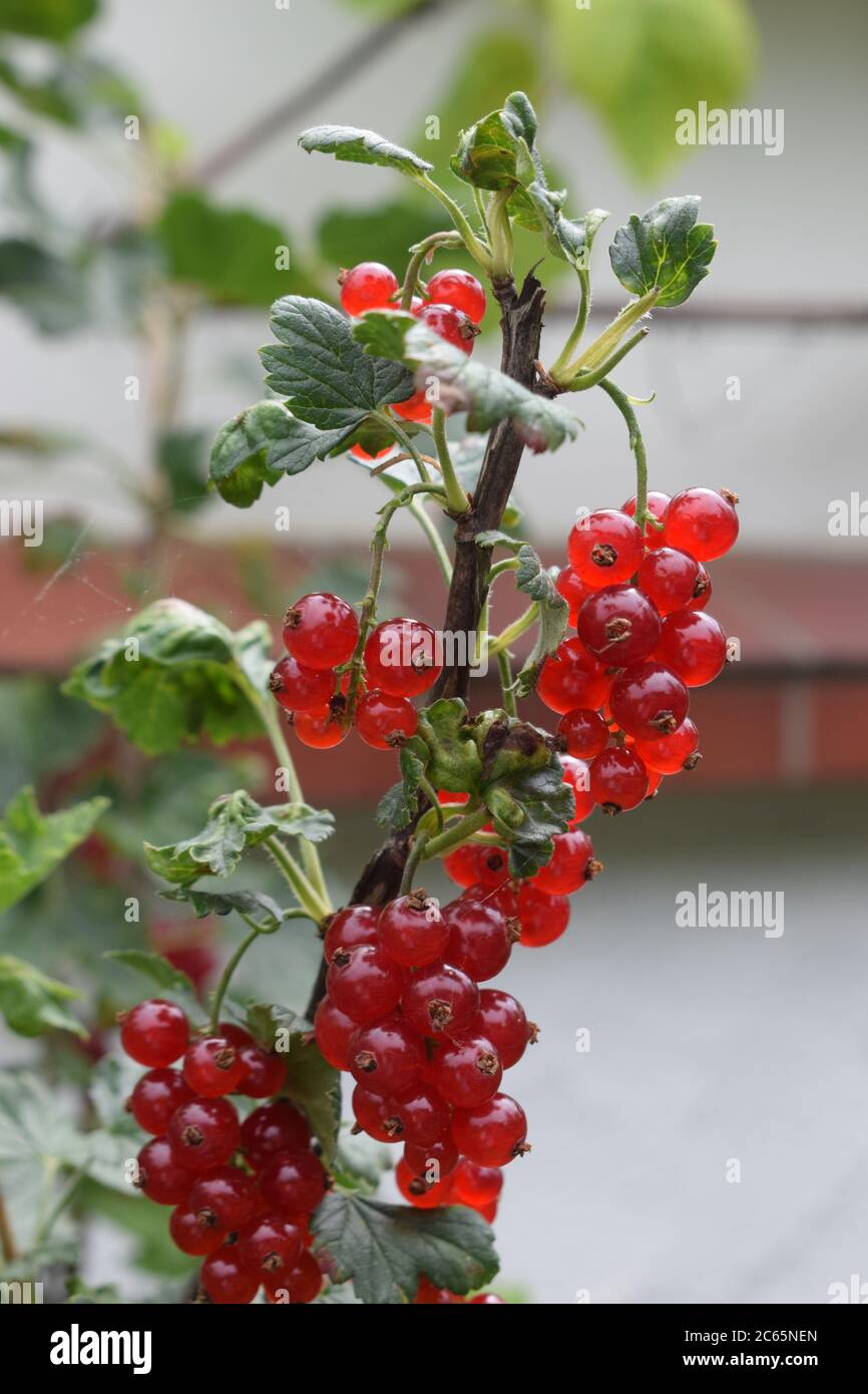 Currant fields hi-res stock photography and images - Alamy