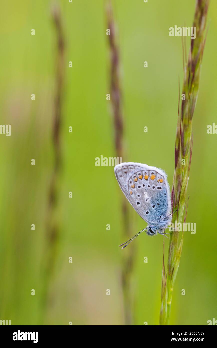 Male Common Blue Stock Photo - Alamy