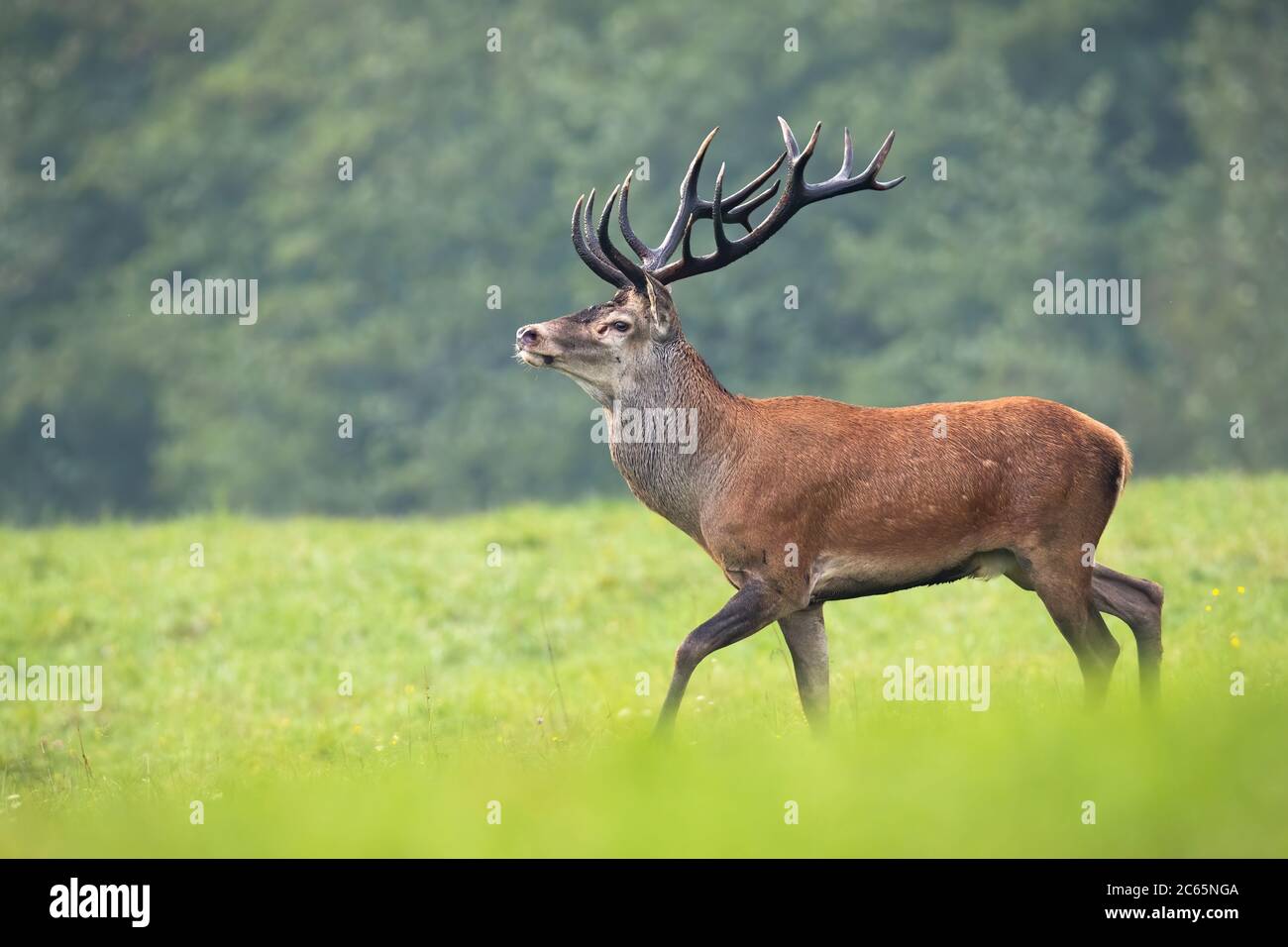 High power moving head hi-res stock photography and images - Alamy