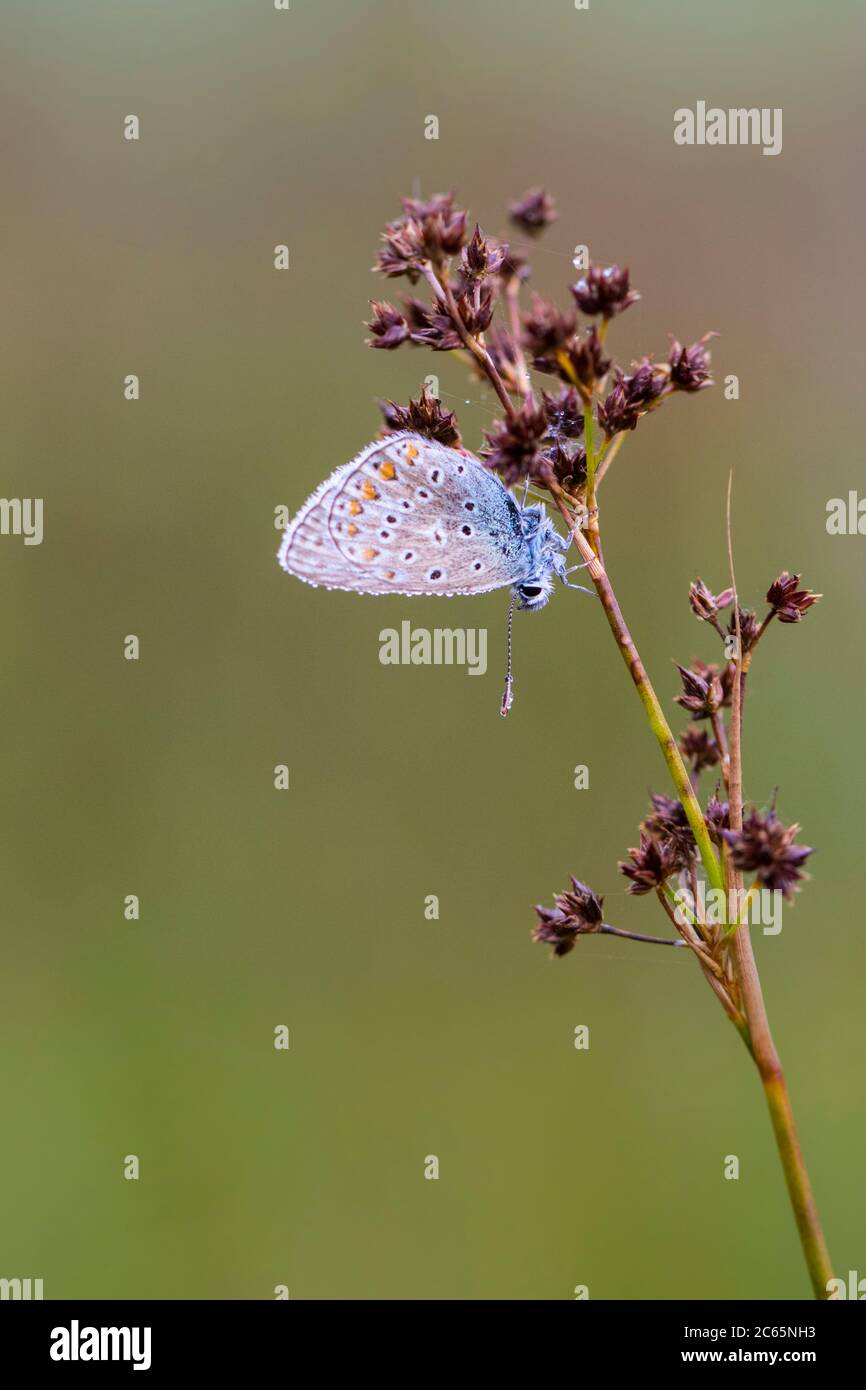 Male Common Blue Stock Photo - Alamy