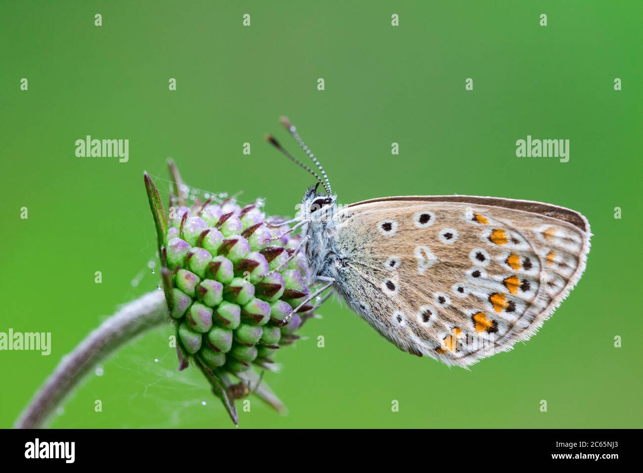 Female Common Blue Stock Photo - Alamy