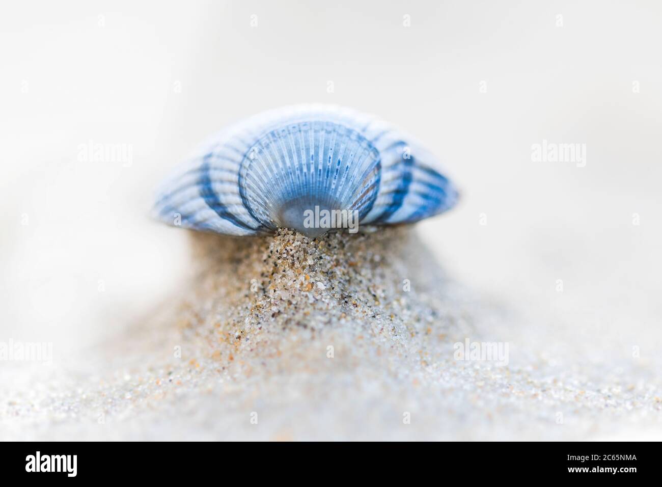 Empty shell of of a Common Cockle on the beach of Texel Stock Photo - Alamy