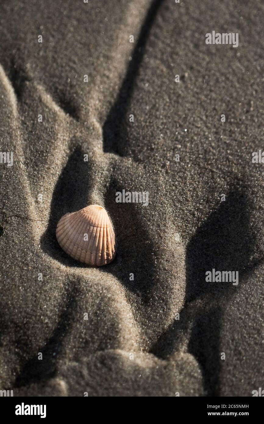 Empty shell of of a Common Cockle on the beach of Texel Stock Photo - Alamy