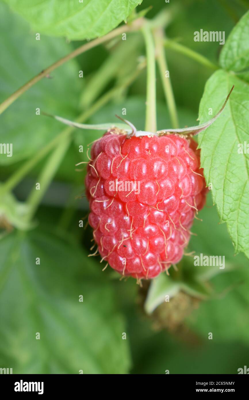 Raspberry Ruby Beauty High Resolution Stock Photography and Images - Alamy