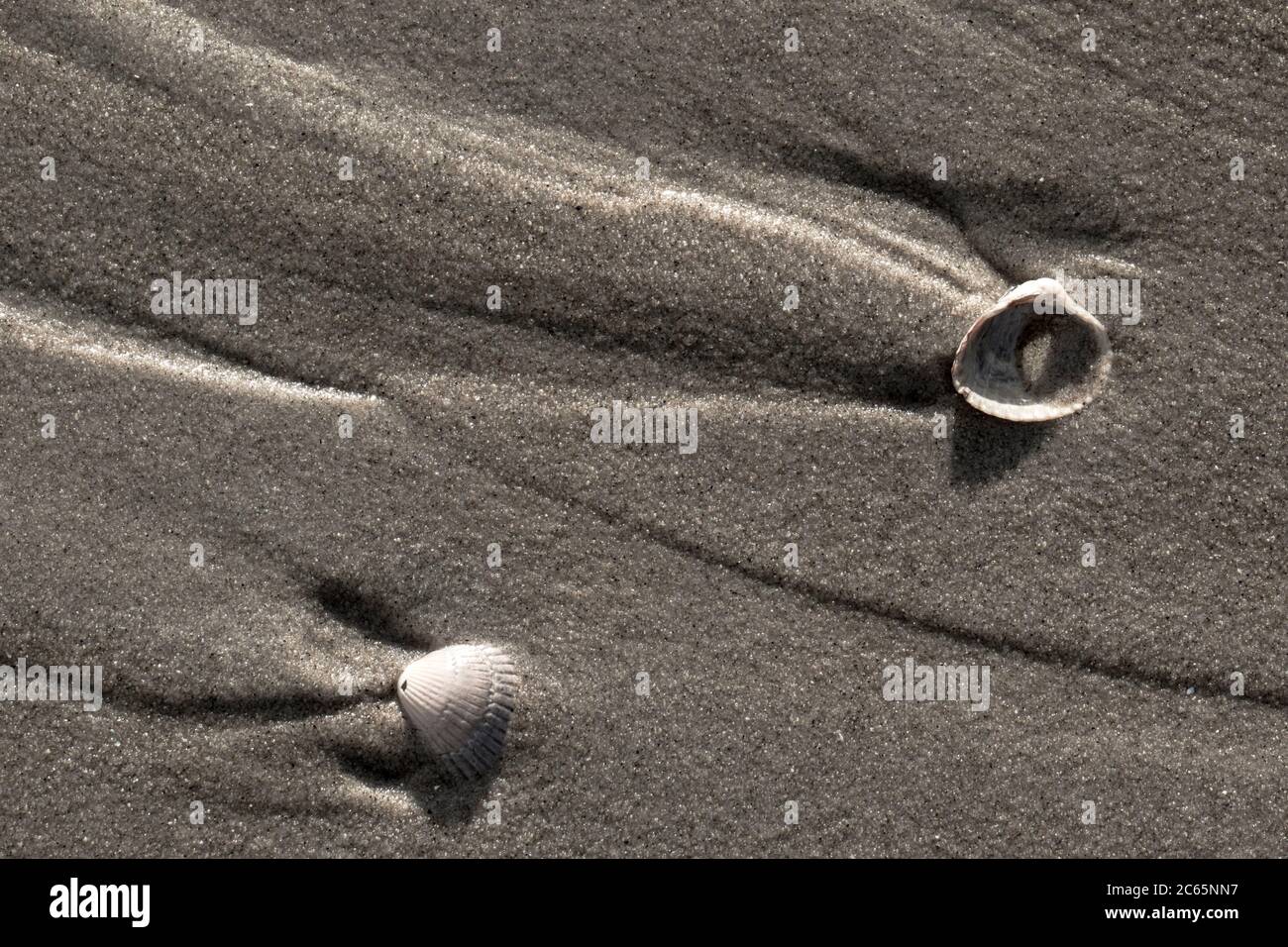Empty shell of of a Common Cockle on the beach of Texel Stock Photo - Alamy
