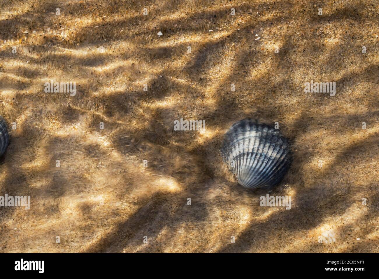 Empty shell of of a Common Cockle on the beach of Texel Stock Photo - Alamy