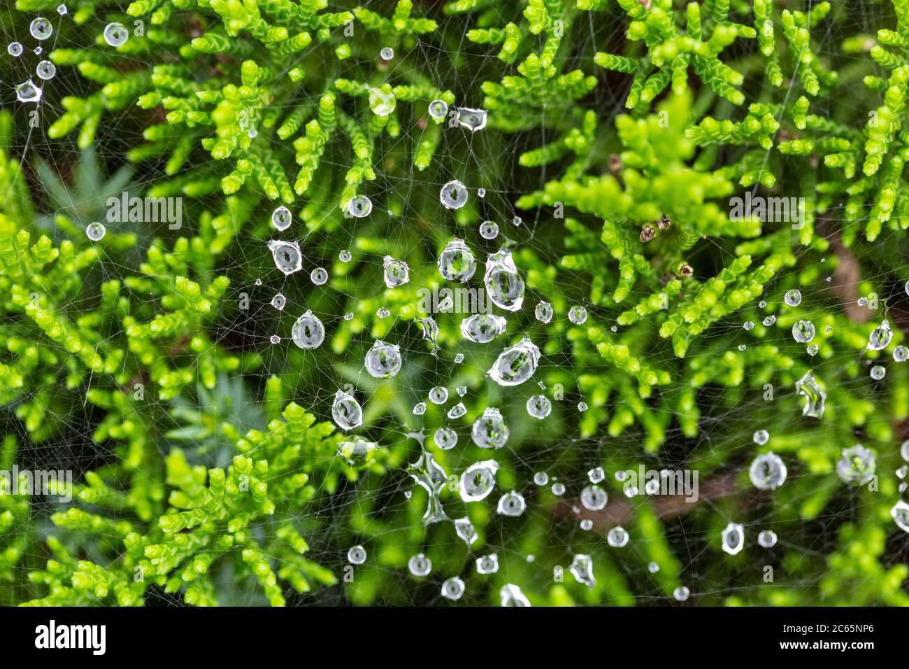 Macro close-up of water droplets on a broken spider web on a green ...