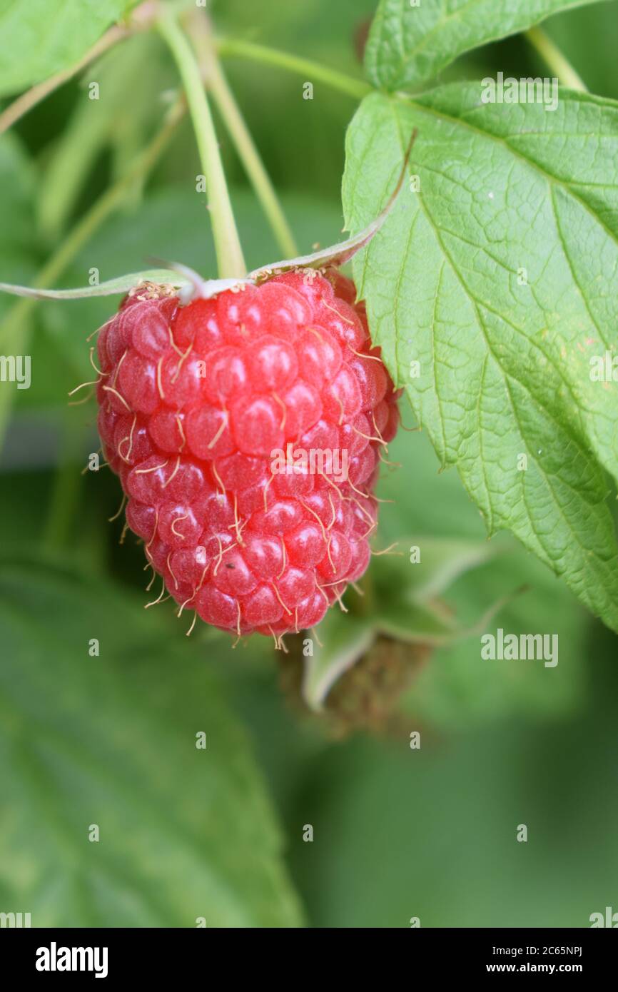 raspberry ruby beauty Stock Photo - Alamy