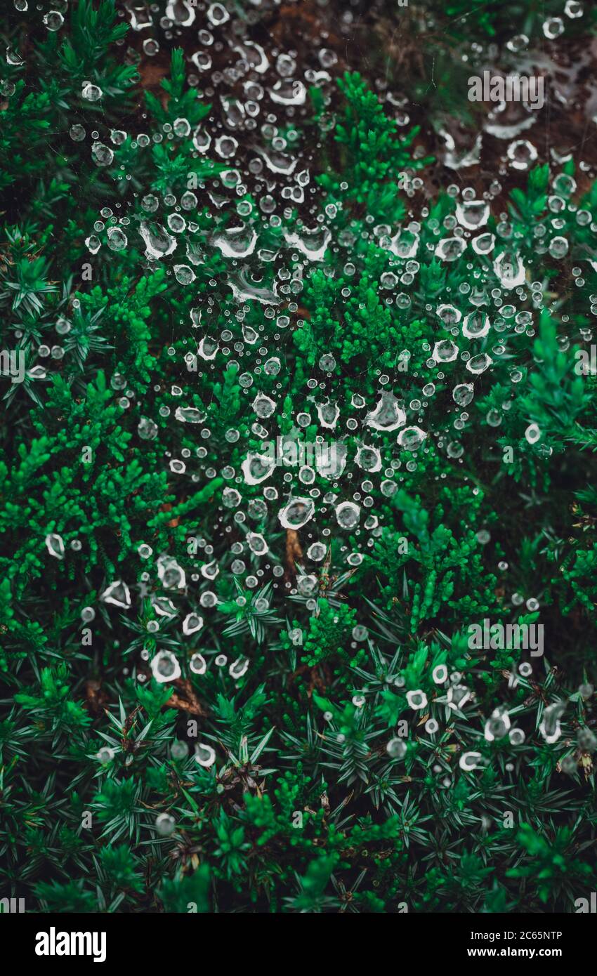 Macro close-up of water droplets on a broken spider web on a green ...