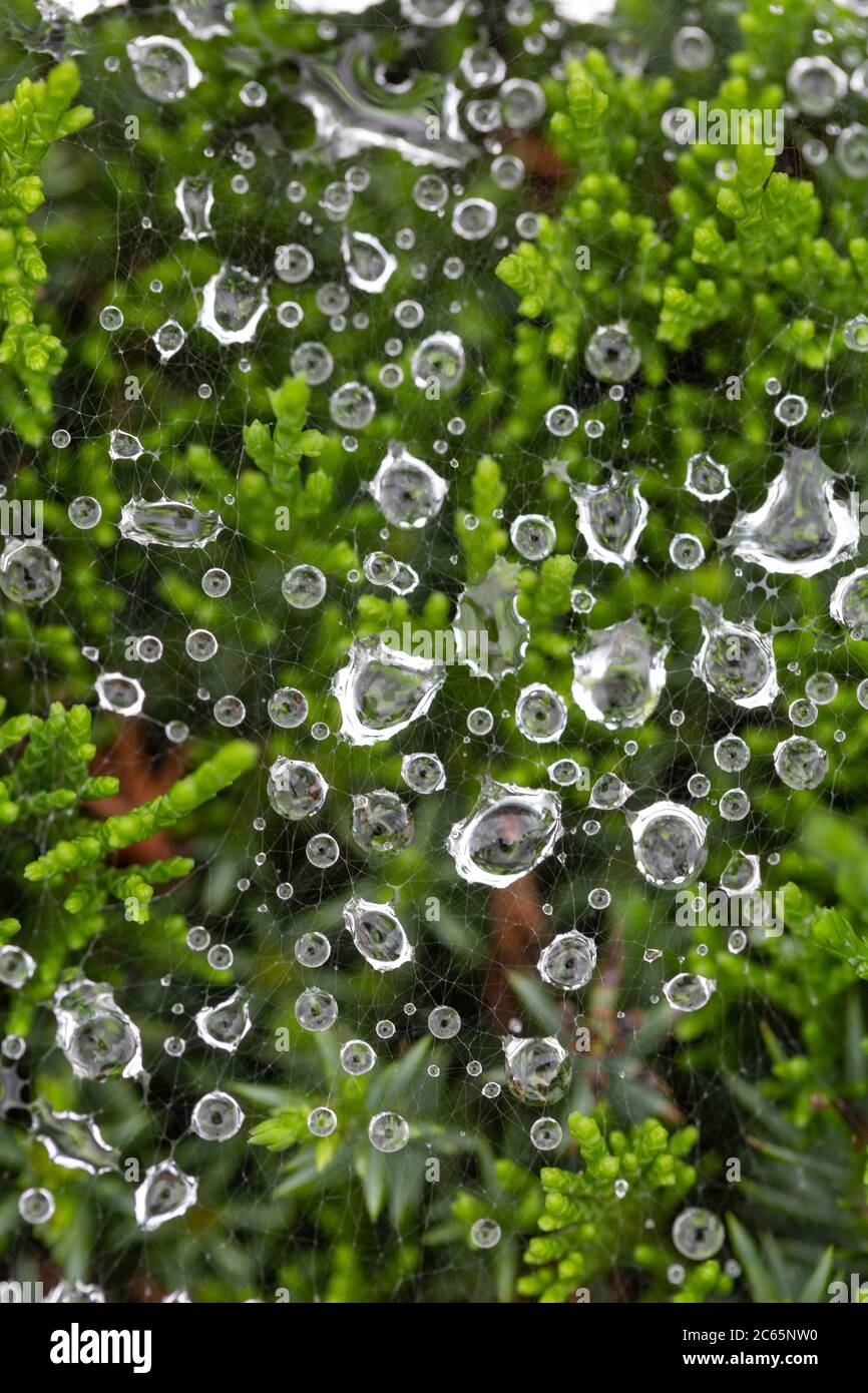 Macro close-up of water droplets on a broken spider web on a green ...