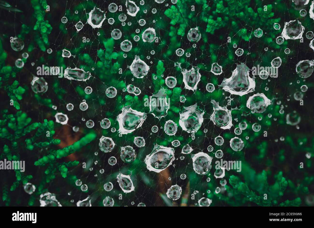 Macro close-up of water droplets on a broken spider web on a green ...