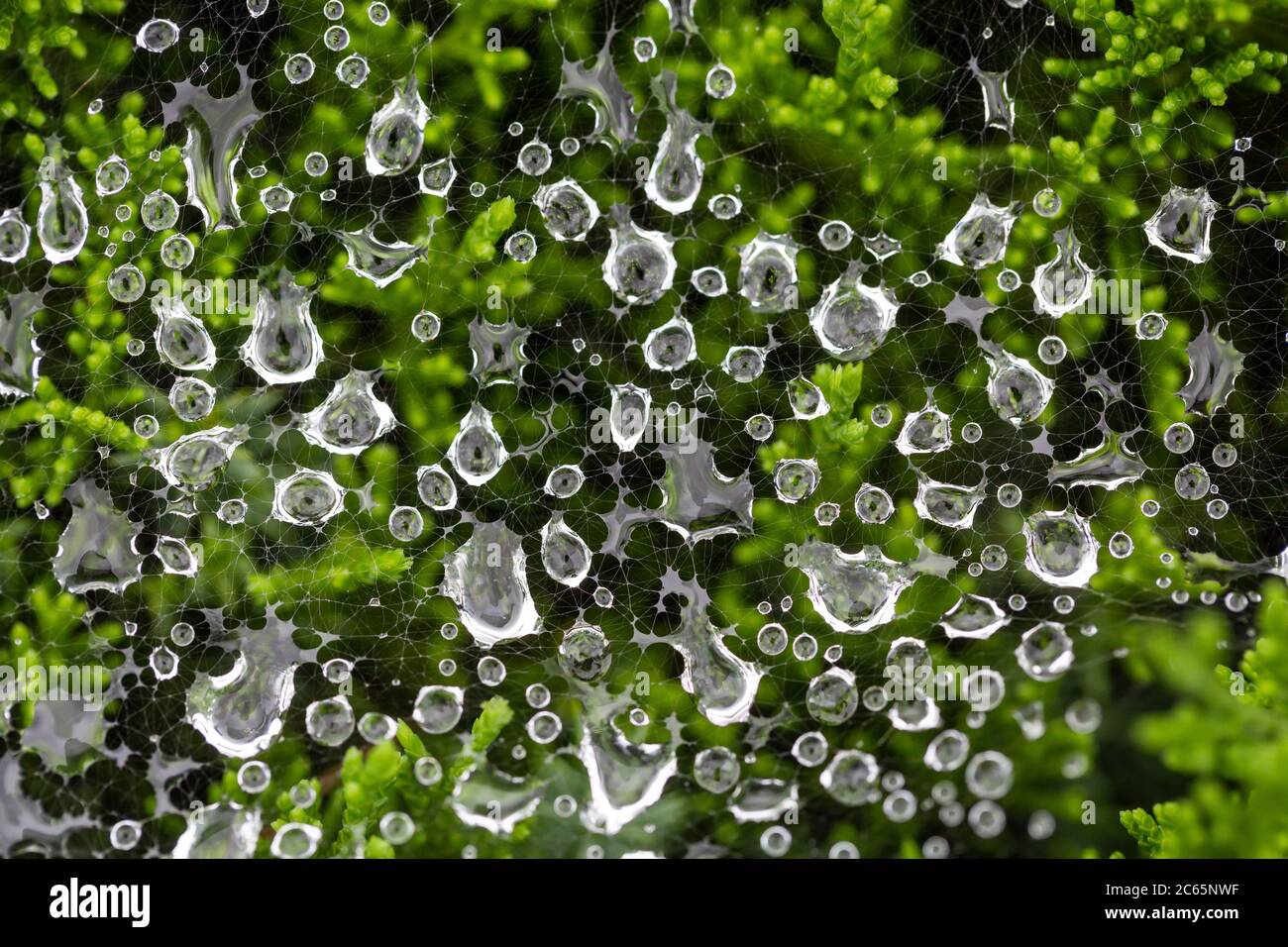 Macro close-up of water droplets on a broken spider web on a green ...