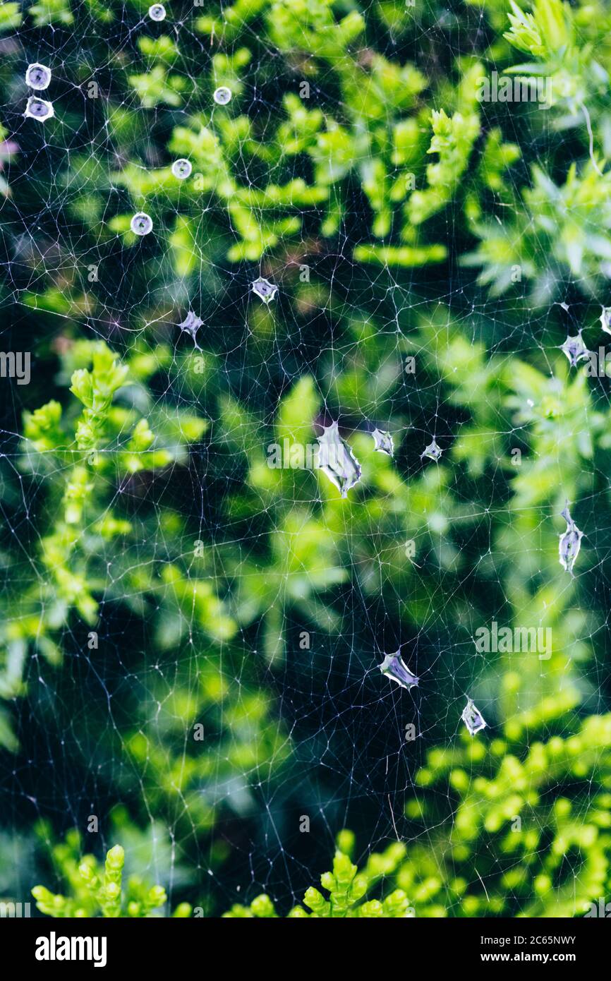 Macro close-up of water droplets on a broken spider web on a green ...