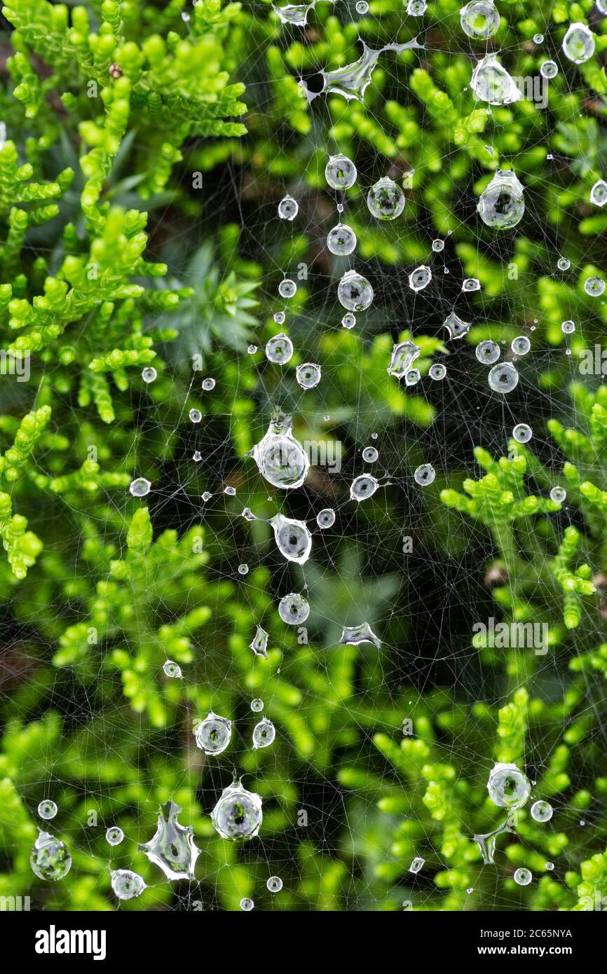 Macro close-up of water droplets on a broken spider web on a green ...