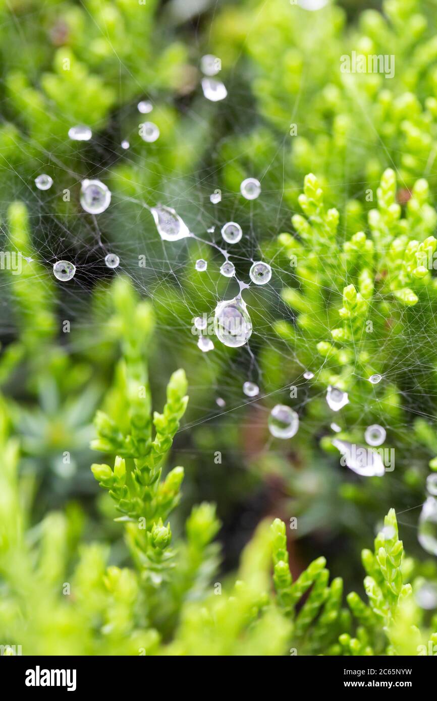 Macro close-up of water droplets on a broken spider web on a green ...