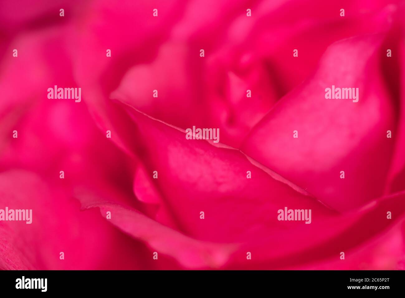 Pinky red hi-res stock photography and images - Alamy