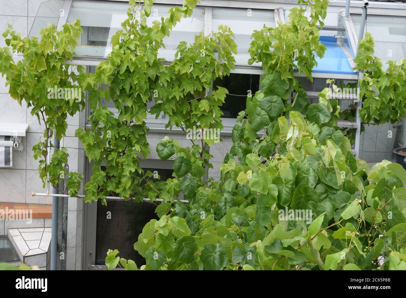 grape roof on the garden Stock Photo - Alamy
