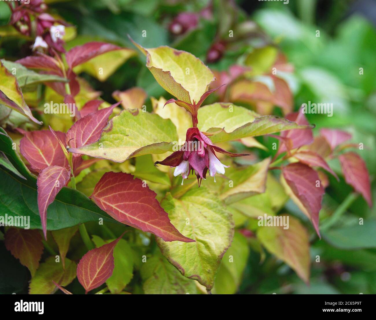 Leycesteria formosa Golden Lanterns Stock Photo - Alamy