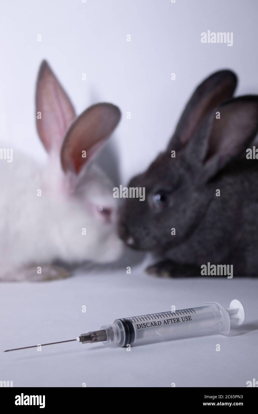 scared white and gray rabbits-bunnies near an injection-syringe. copy ...