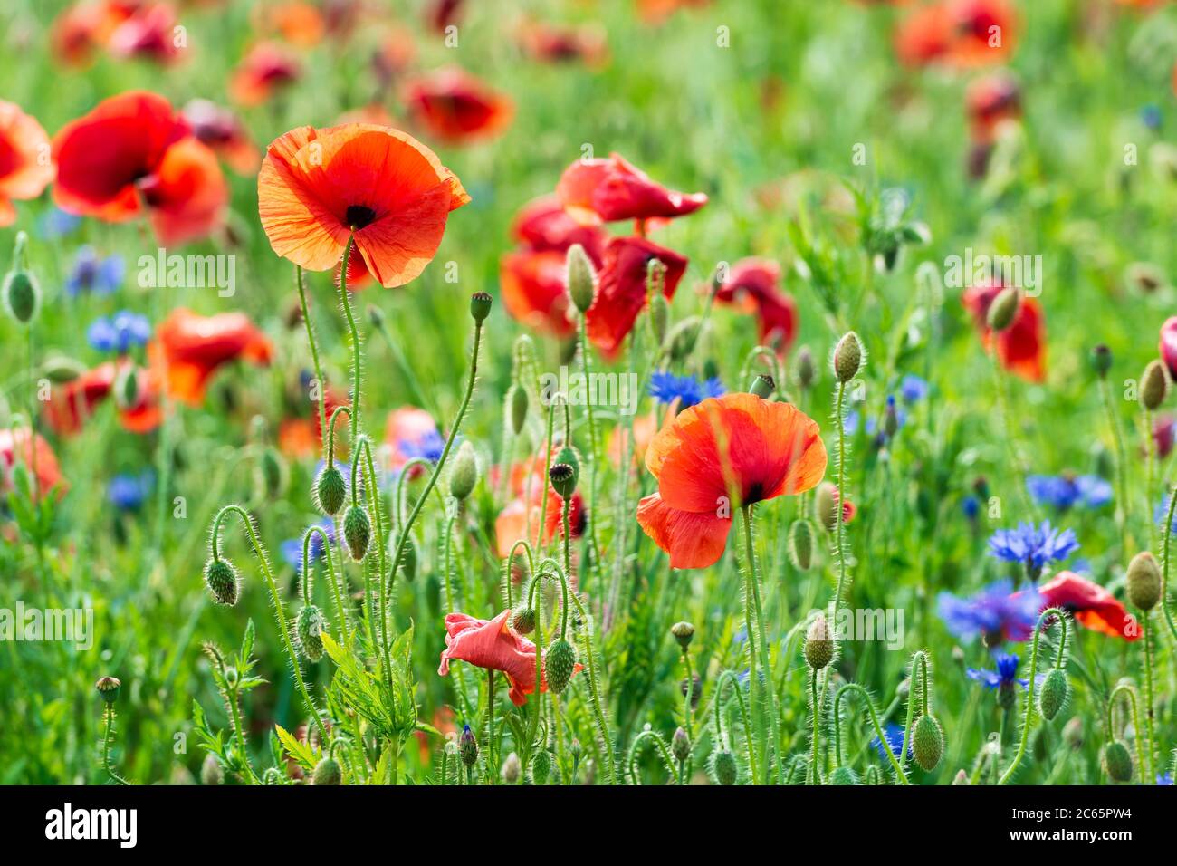 Beautiful poppy flowers hi-res stock photography and images - Alamy