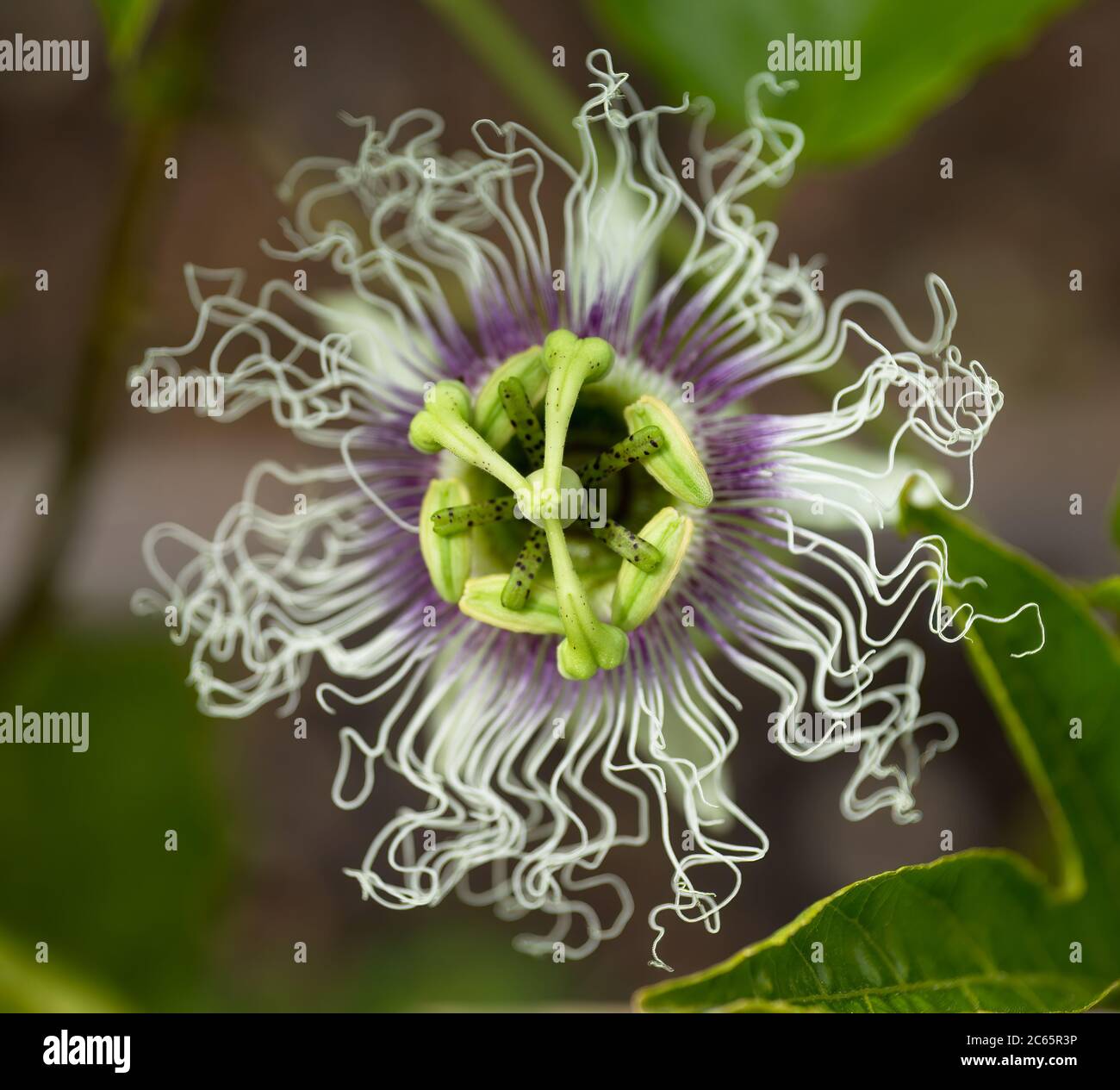 Close-up passiflora edulis maracuja flower Stock Photo - Alamy