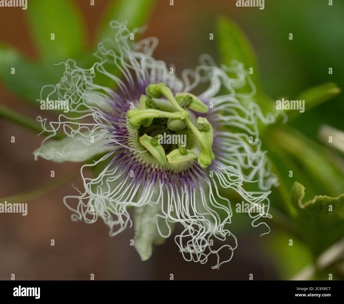 Close-up passiflora edulis maracuja flower Stock Photo - Alamy