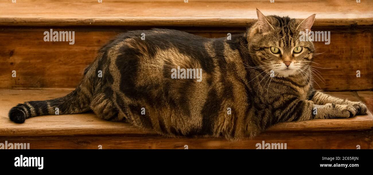 A beautiful fat cat standing on the staircase, funny animal A beautiful ...