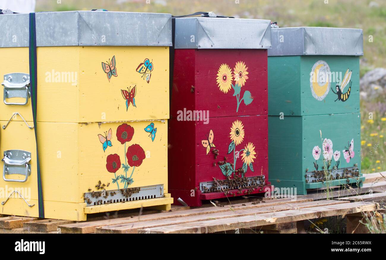 Colorful hives, decorated with flowers. And bees standing outside Stock ...