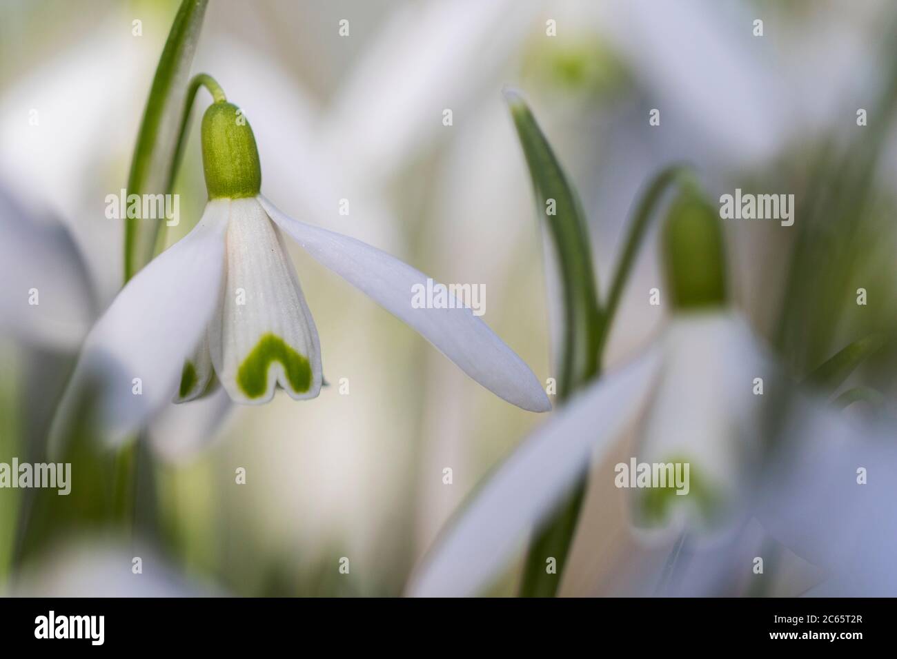 Common Snowdrop flowers Stock Photo - Alamy