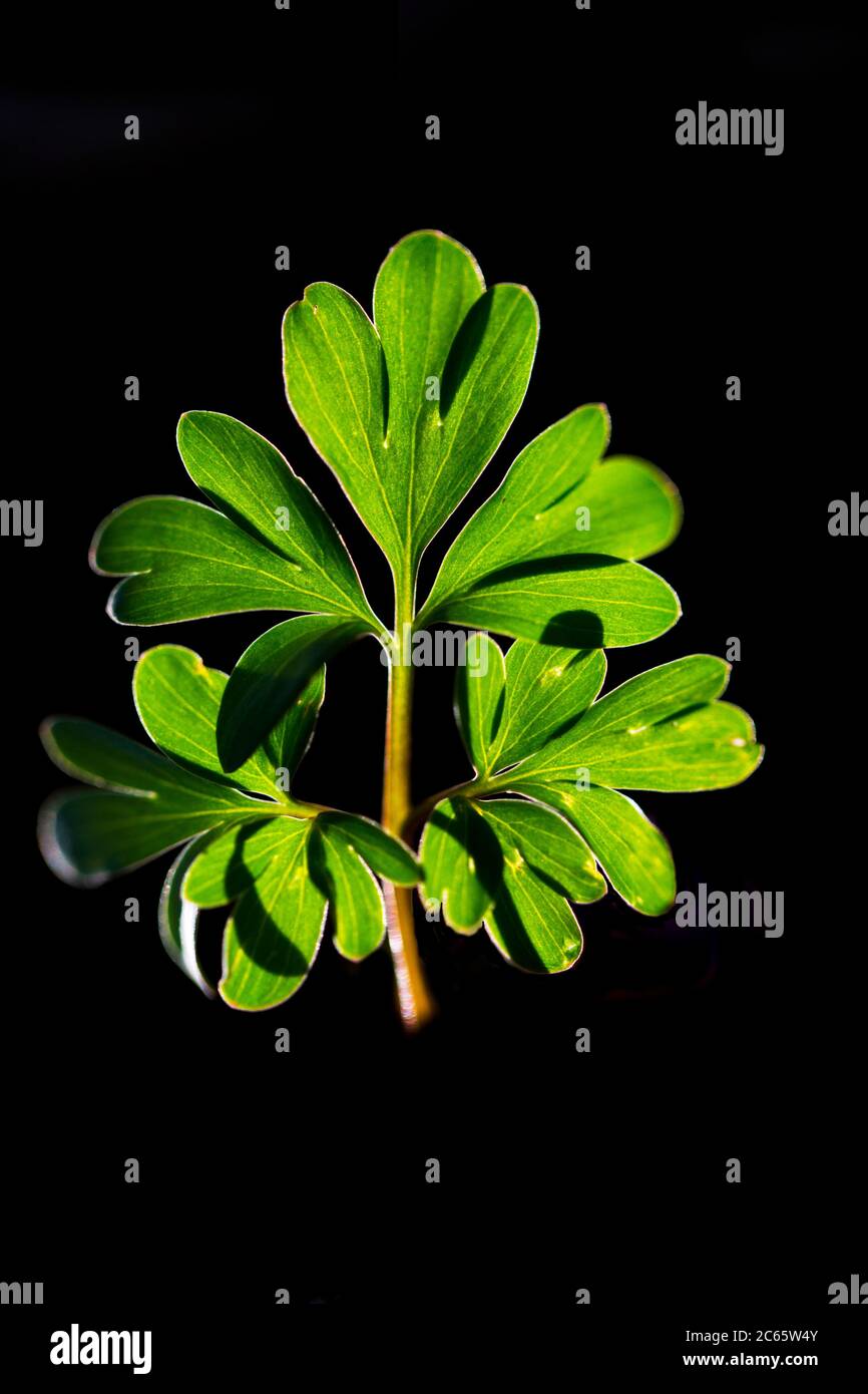 Light in dark bush hi-res stock photography and images - Alamy