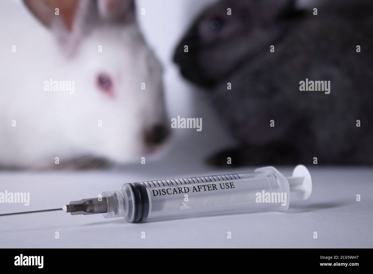 scared white and gray rabbits near an injection. copy space. veterinary ...