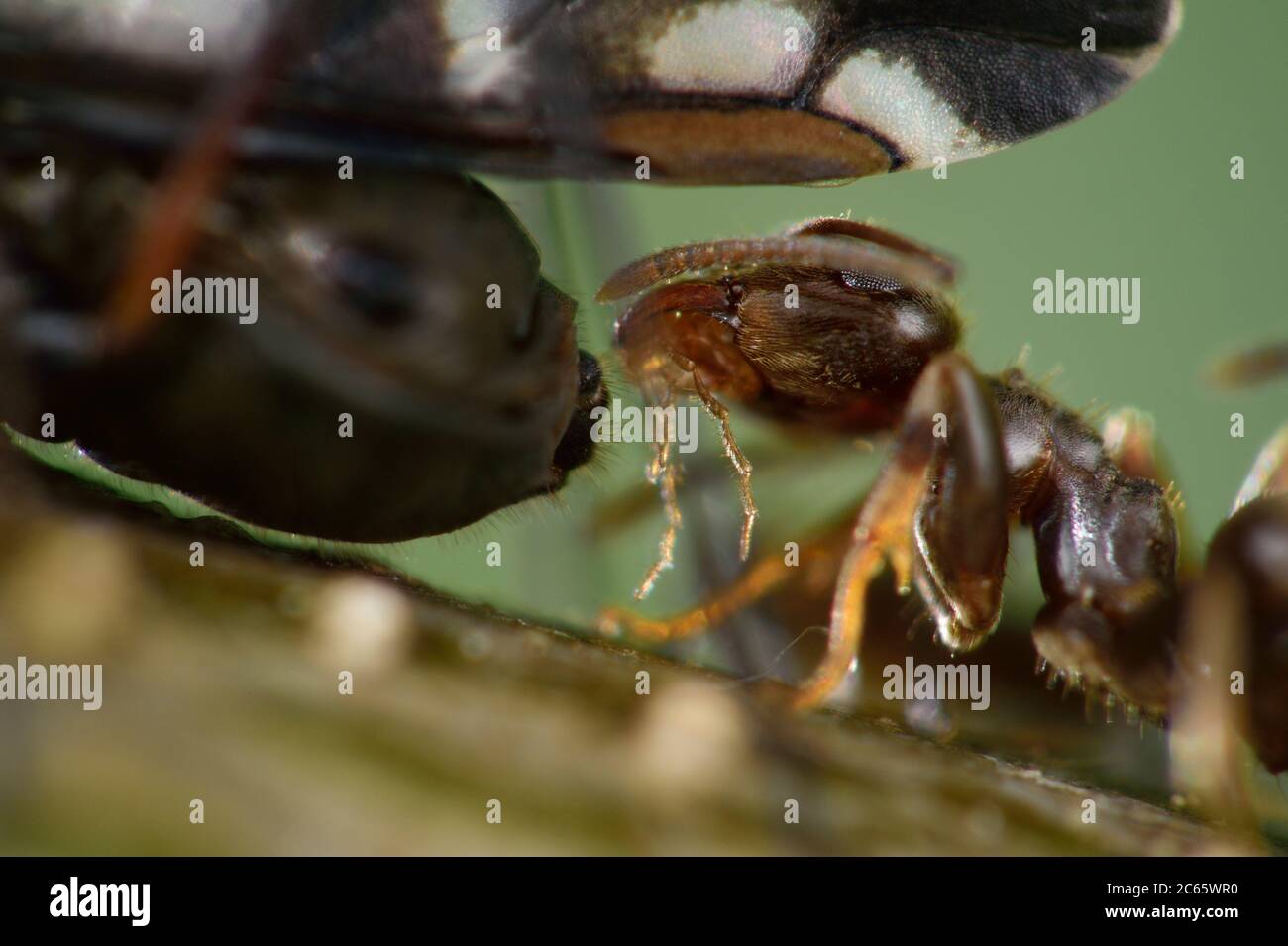 Ants and aphids have a mutualistic relationship. Ants feed on the ...