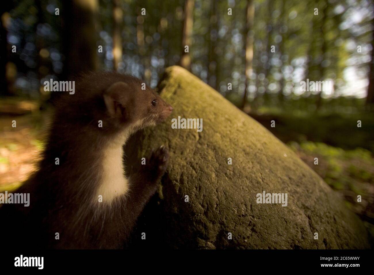 German marten hi-res stock photography and images - Alamy