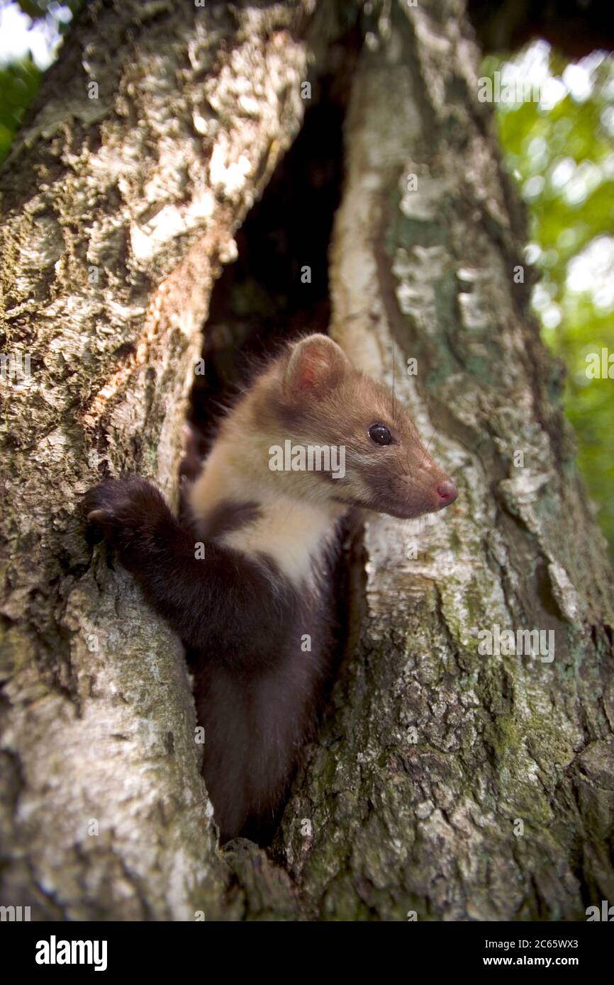 German marten hi-res stock photography and images - Alamy