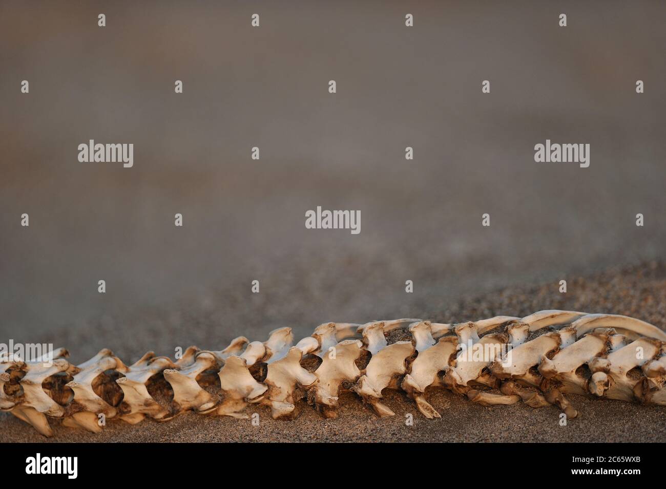 Bones of Cape fur seal (Arctocephalus pusillus pusillus) Tsau //Khaeb ...