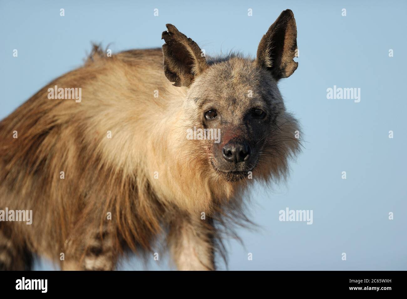 Brown hyena parahyaena brunnea hi-res stock photography and images - Alamy