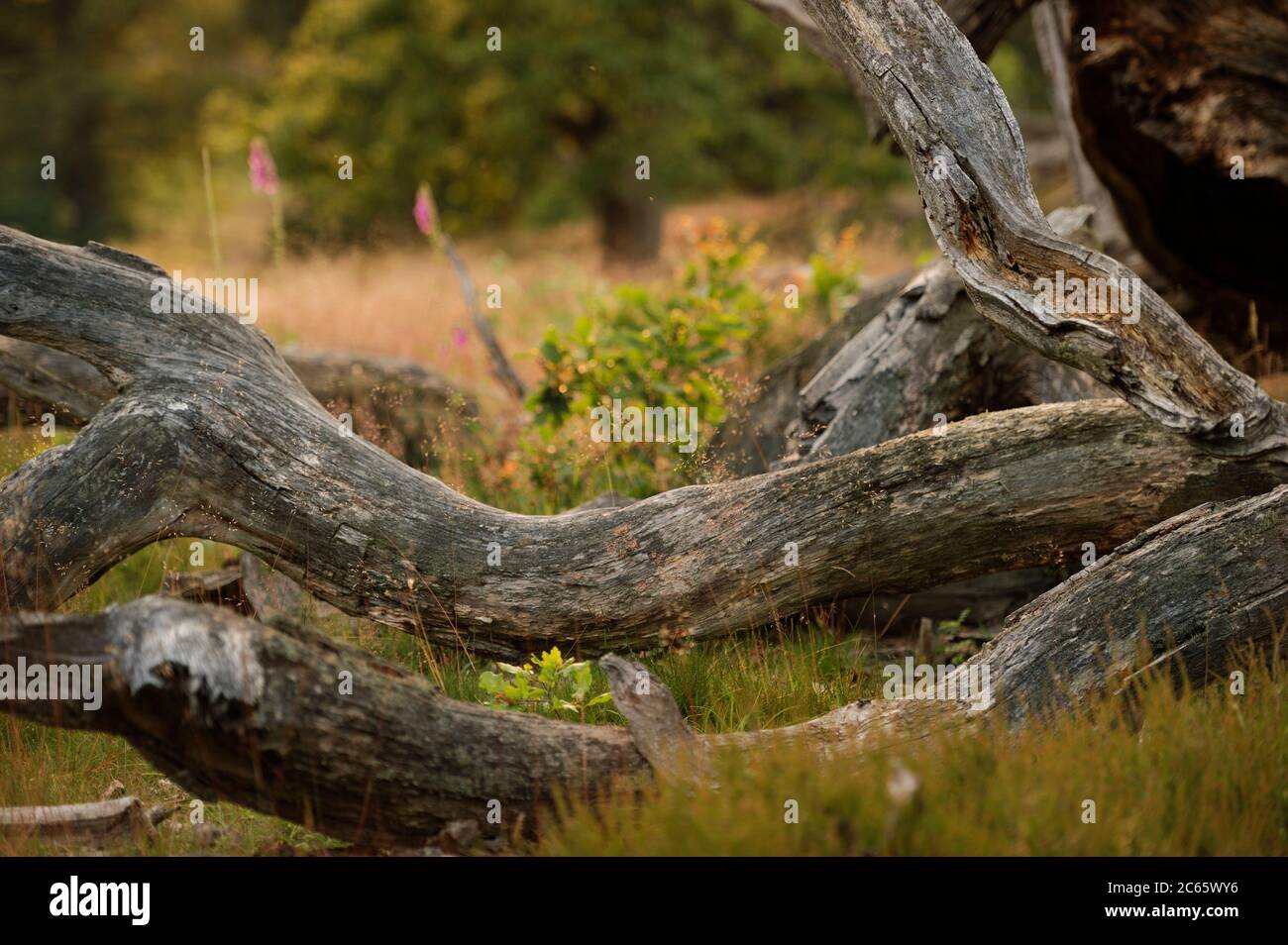 Mortality hi-res stock photography and images - Alamy